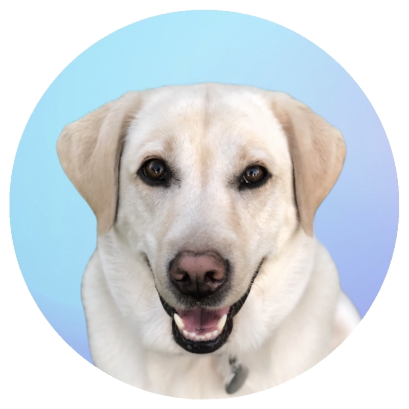 Hungry Hounds – Fuel your dog with real food