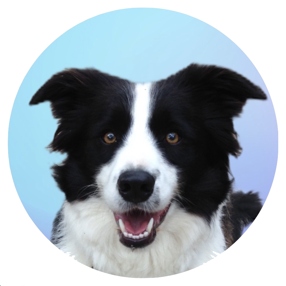 Hungry Hounds – Fuel your dog with real food